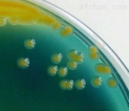 叶球形微杆菌使用说明书-Microbacterium phyllosphaerae-上海邦景实业有限公司